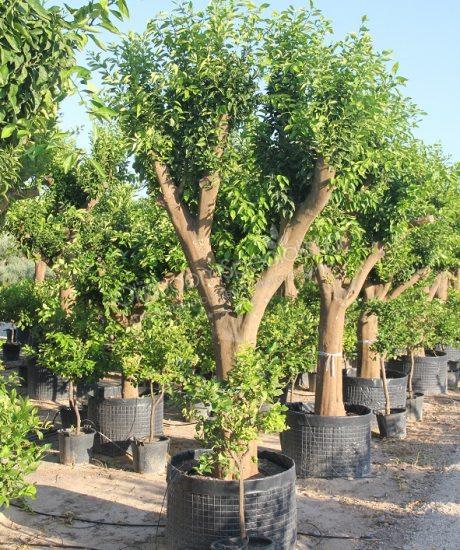 Zitrusbaum | Bei anderen Gröβen oder Formen nemen Sie Kontakt mit uns ...