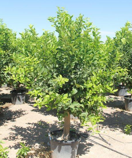 Zitronenbaum - Citrus limon | Citrus limon – 20/30cm Stammumfang – Höhe ...