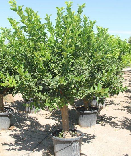 Zitronenbaum - Citrus limon | Citrus limon – 30/40cm Stammumfang – Höhe ...