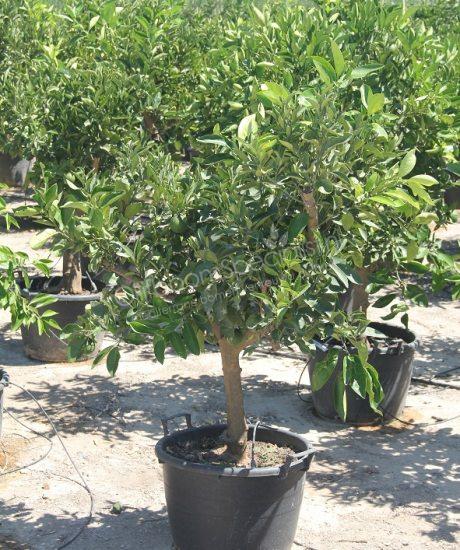 Orangenbaum - Citrus sinensis | Citrus sinensis – 20/30cm Stammumfang ...