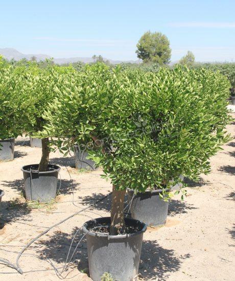 Orangenbaum - Citrus sinensis | Citrus sinensis – 30/40cm Stammumfang ...
