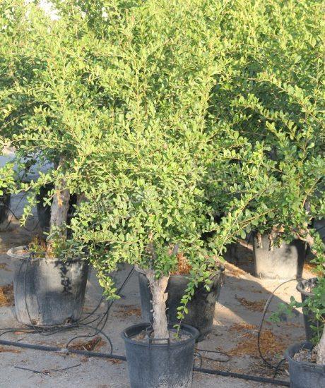 Granatapfelbaum - Punica granatum | 20/30cm Stammumfang – Kurzstamm ...