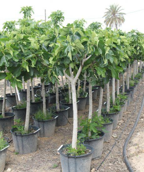 Feigenbaum | Feigenbaum Produkt Information | Winterharter Feigenbaum ...